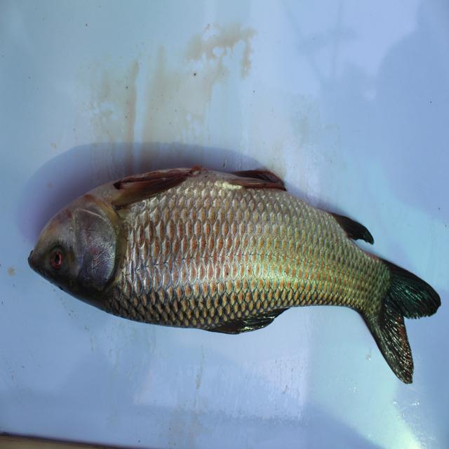 Rohu fish lengths Instance Segmentation Dataset and Pre-Trained Model by epics