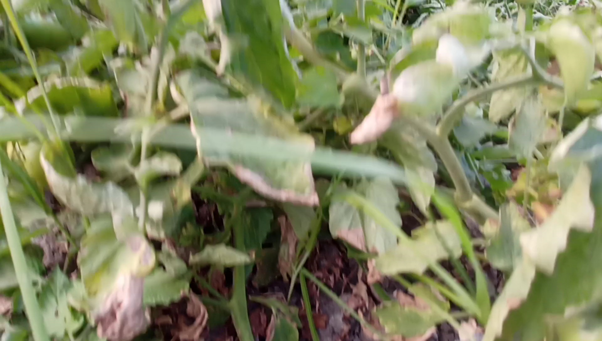 new Object Detection Dataset by Tomato Disease