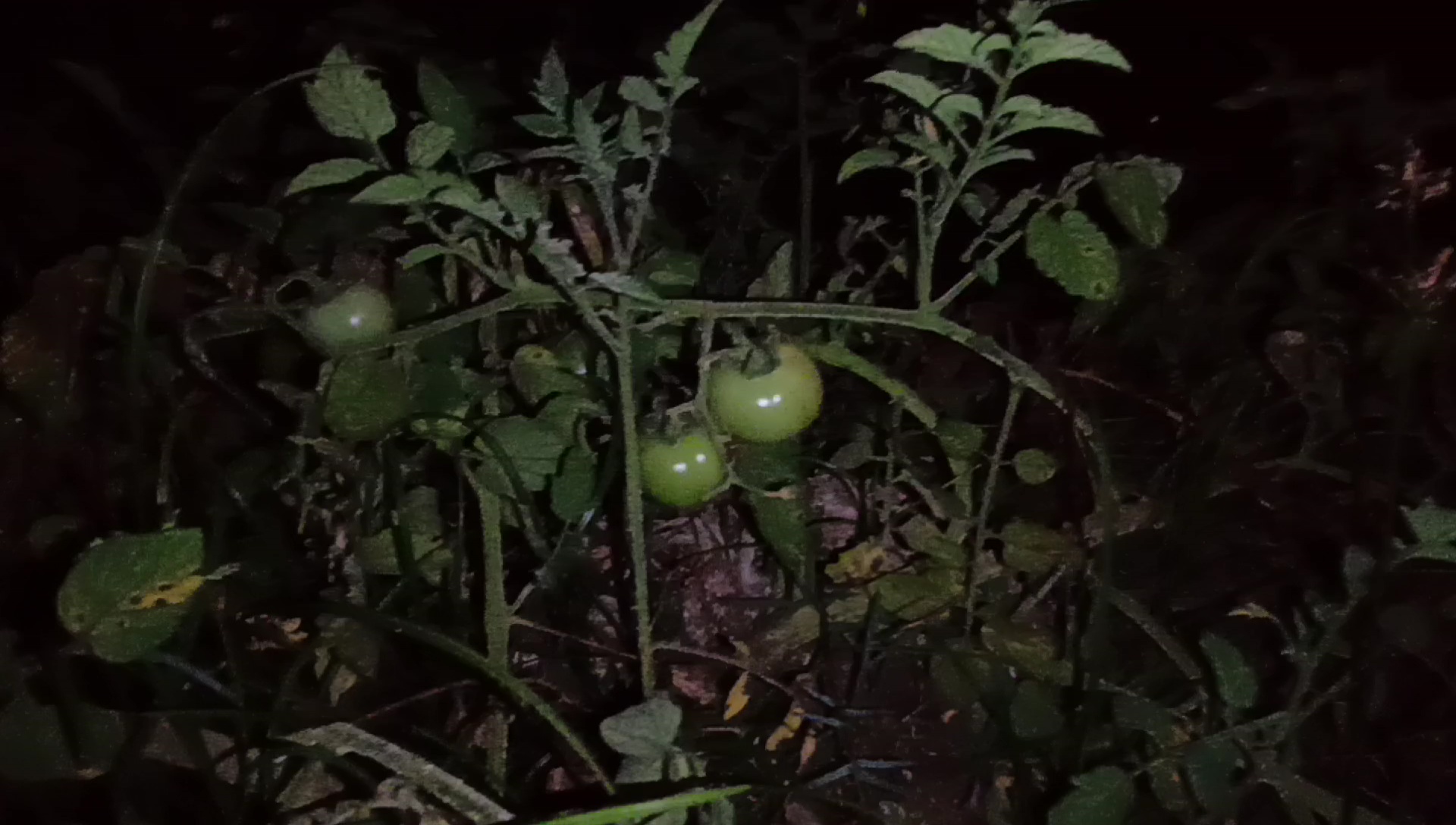 Night Tomatoes Object Detection Dataset by Tomato Disease