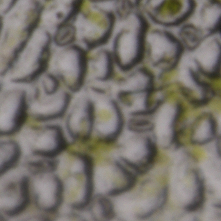 Stomate Object Detection Dataset And Pre Trained Model By Stomata