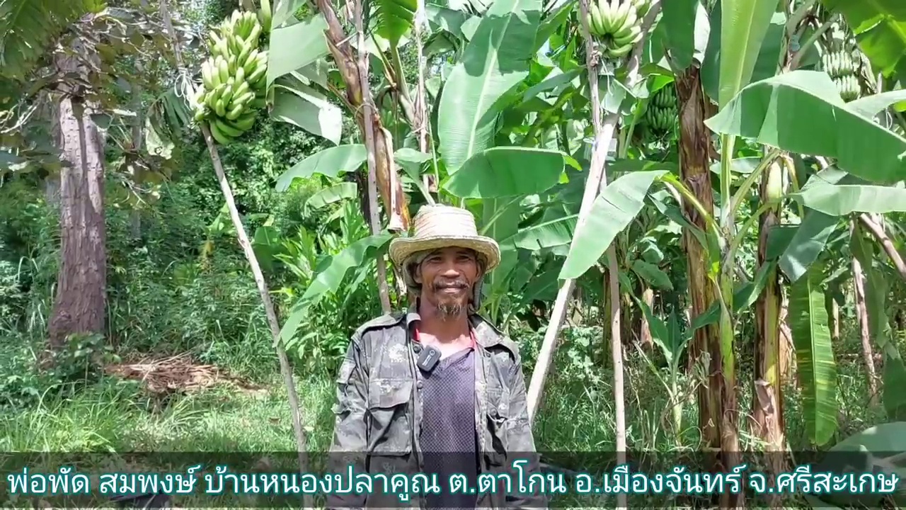 Multi Banana Object Detection Dataset By Naresuan University