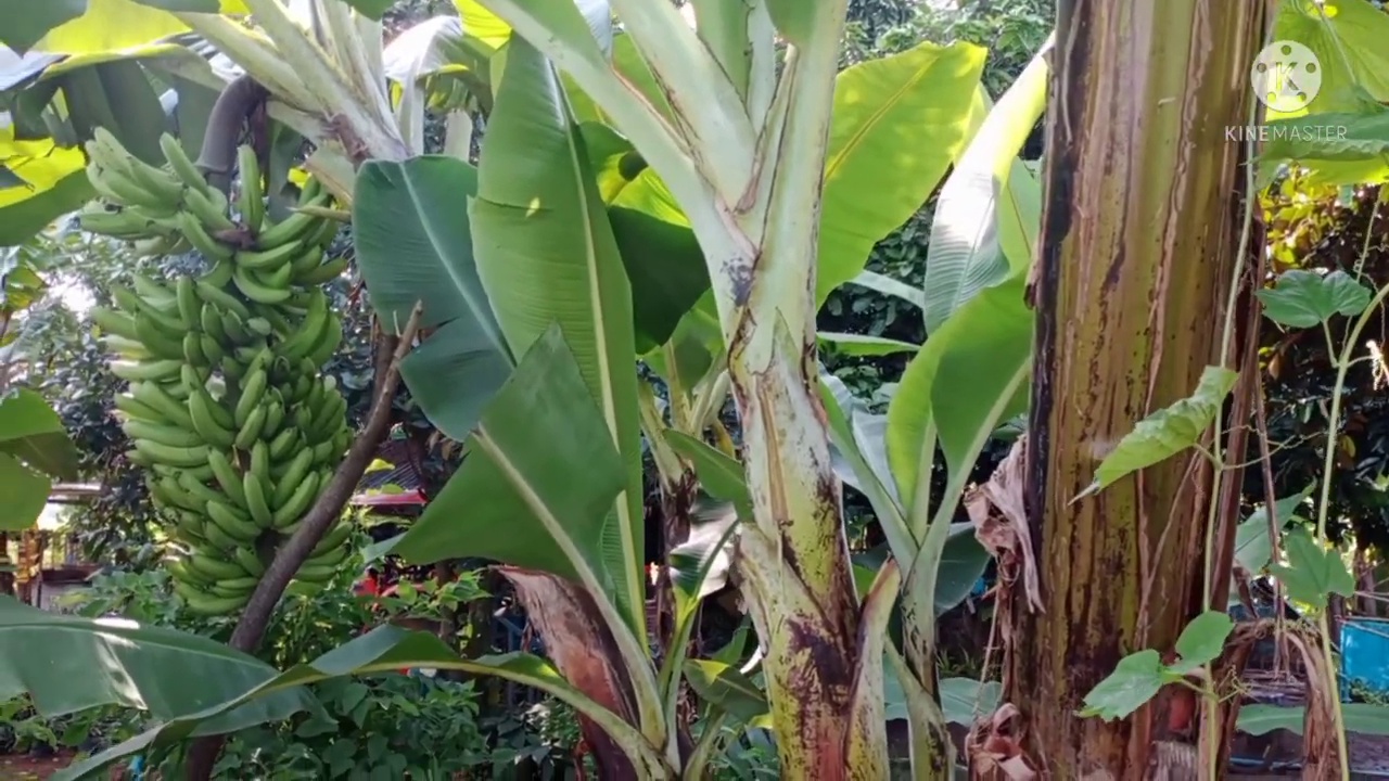 Occlusion Banana Object Detection Dataset By Naresuan University