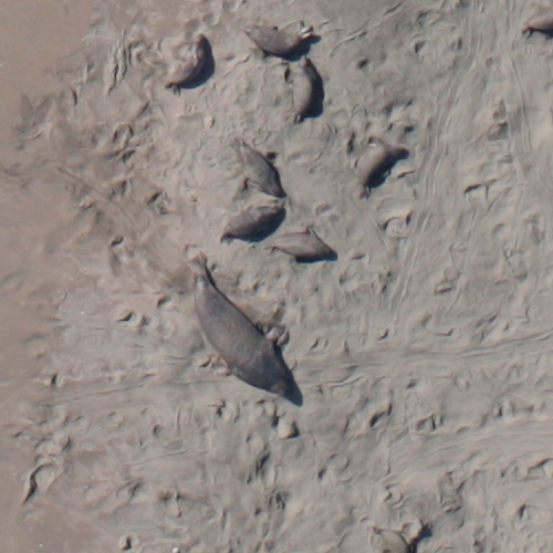 seal Object Detection Dataset by w251finalproj