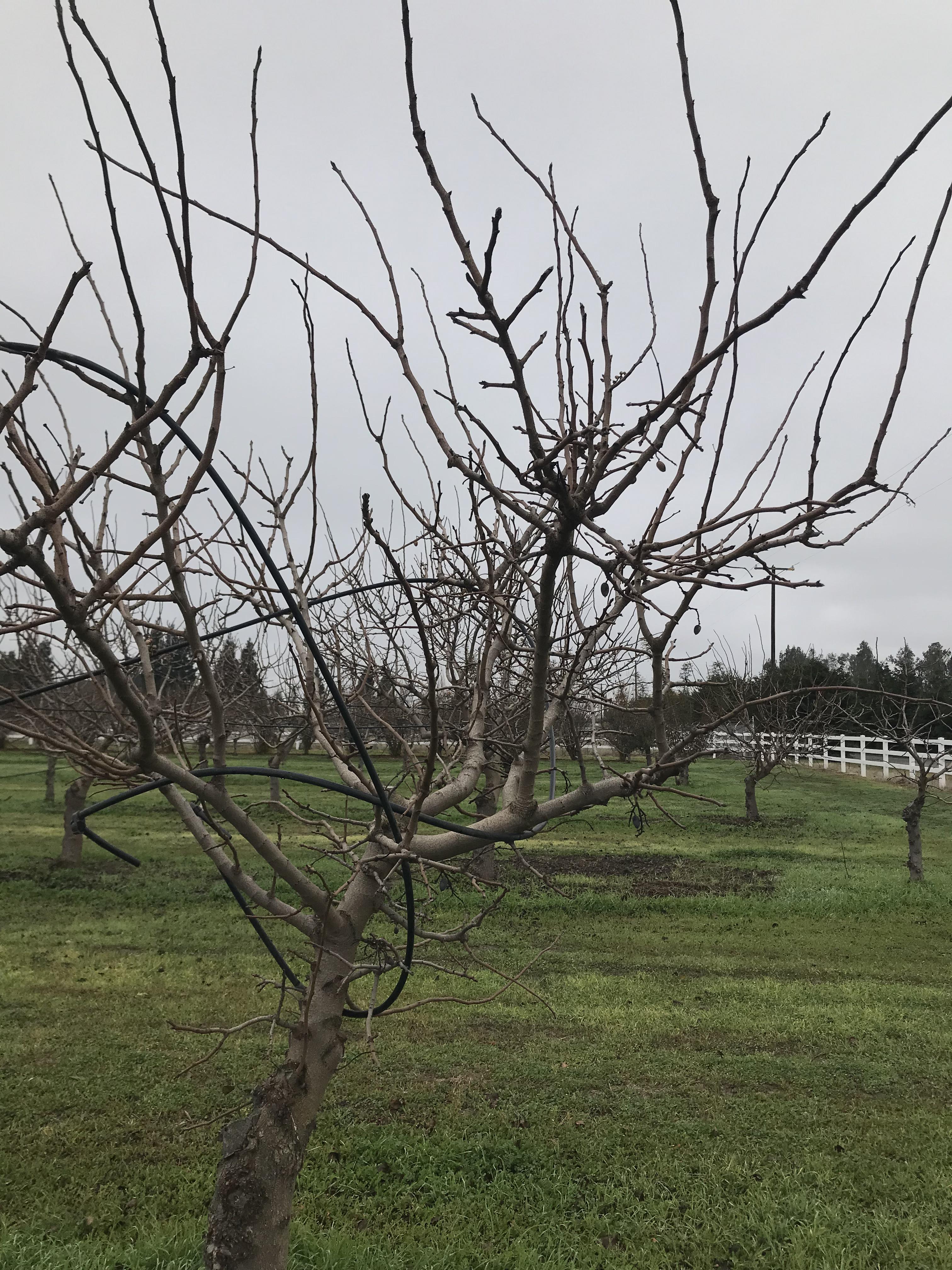 mnut Object Detection Dataset by new-workspace-lx4jv