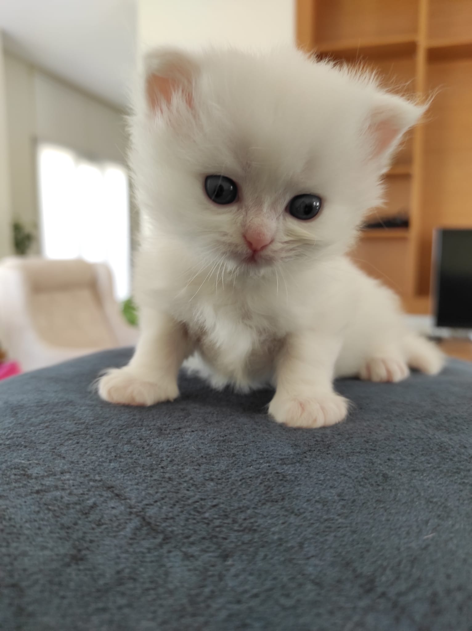 How to Use the Kartlar Object Detection API