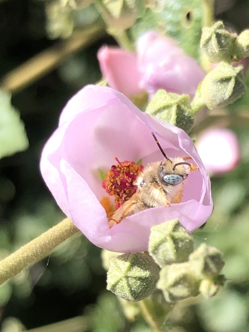 Bees Object Detection Dataset And Pre Trained Model By Bees