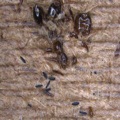 aedes_aegypti_eggs Object Detection Dataset by ovosaedes