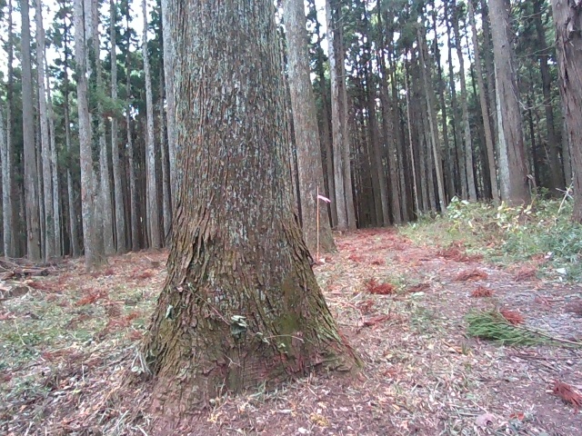 forest obstacle Object Detection Dataset and Pre-Trained Model by project-mrvr7