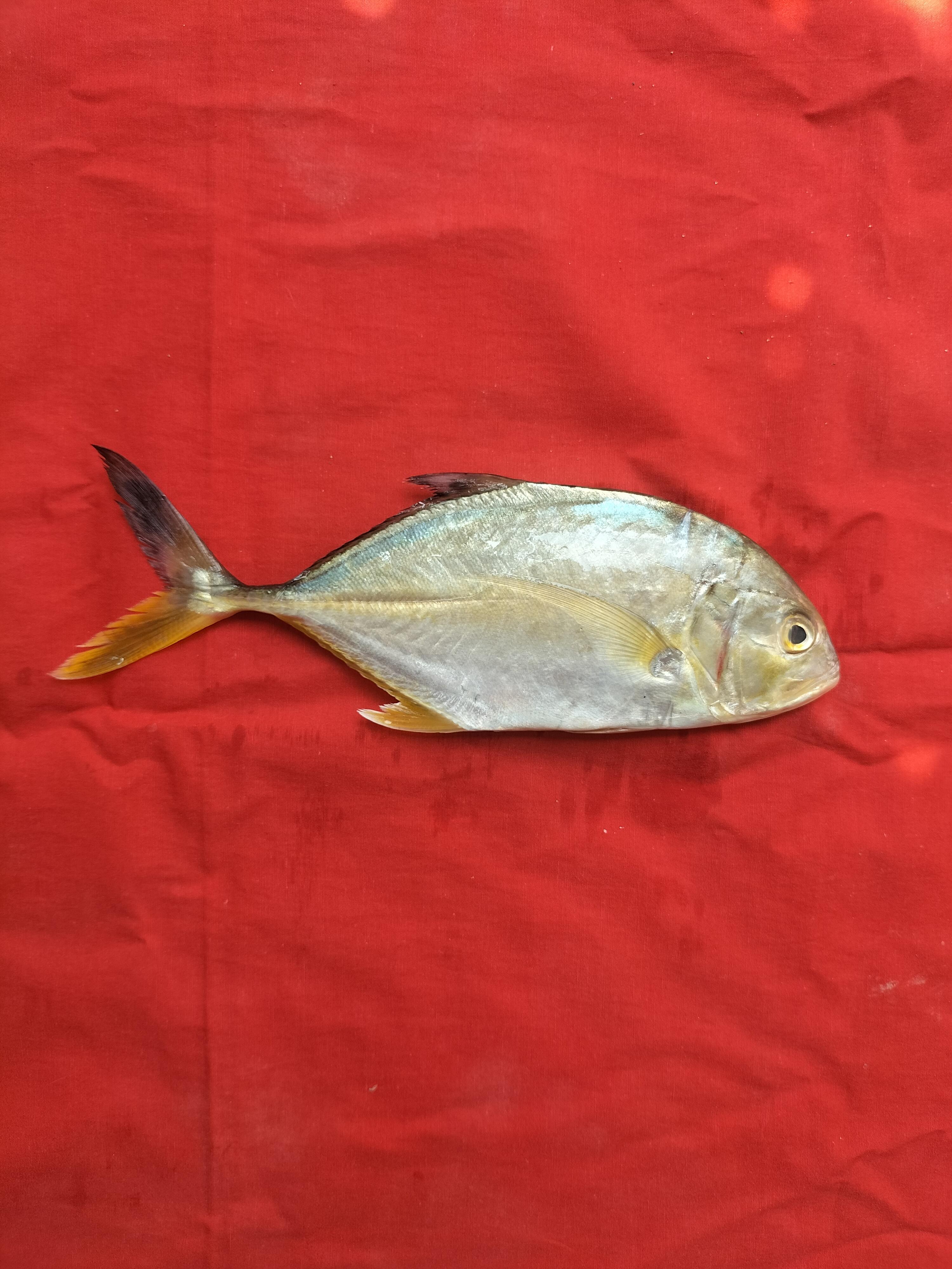 training_gebur Classification Dataset by UNIB