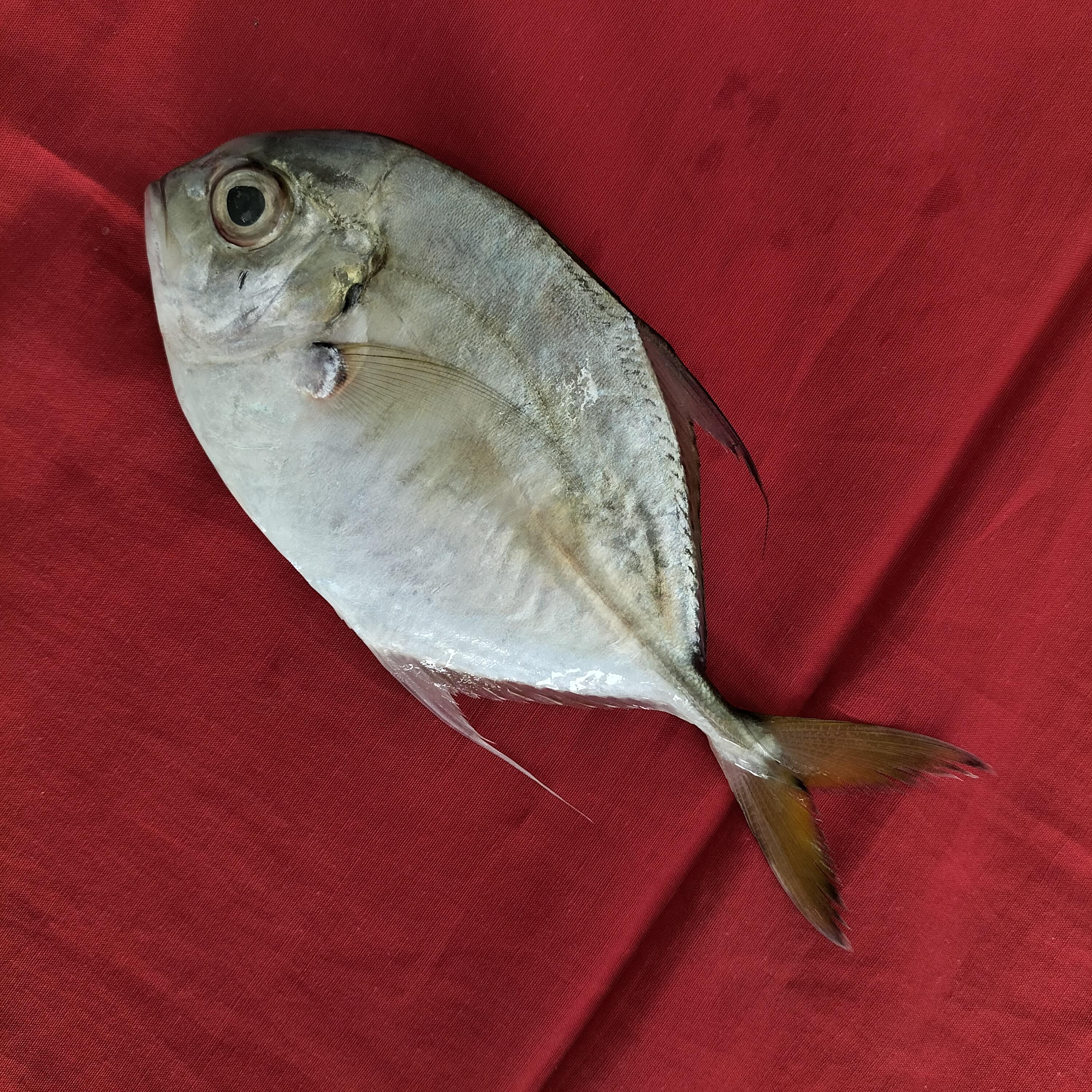 train_gole-gole Classification Dataset by UNIB