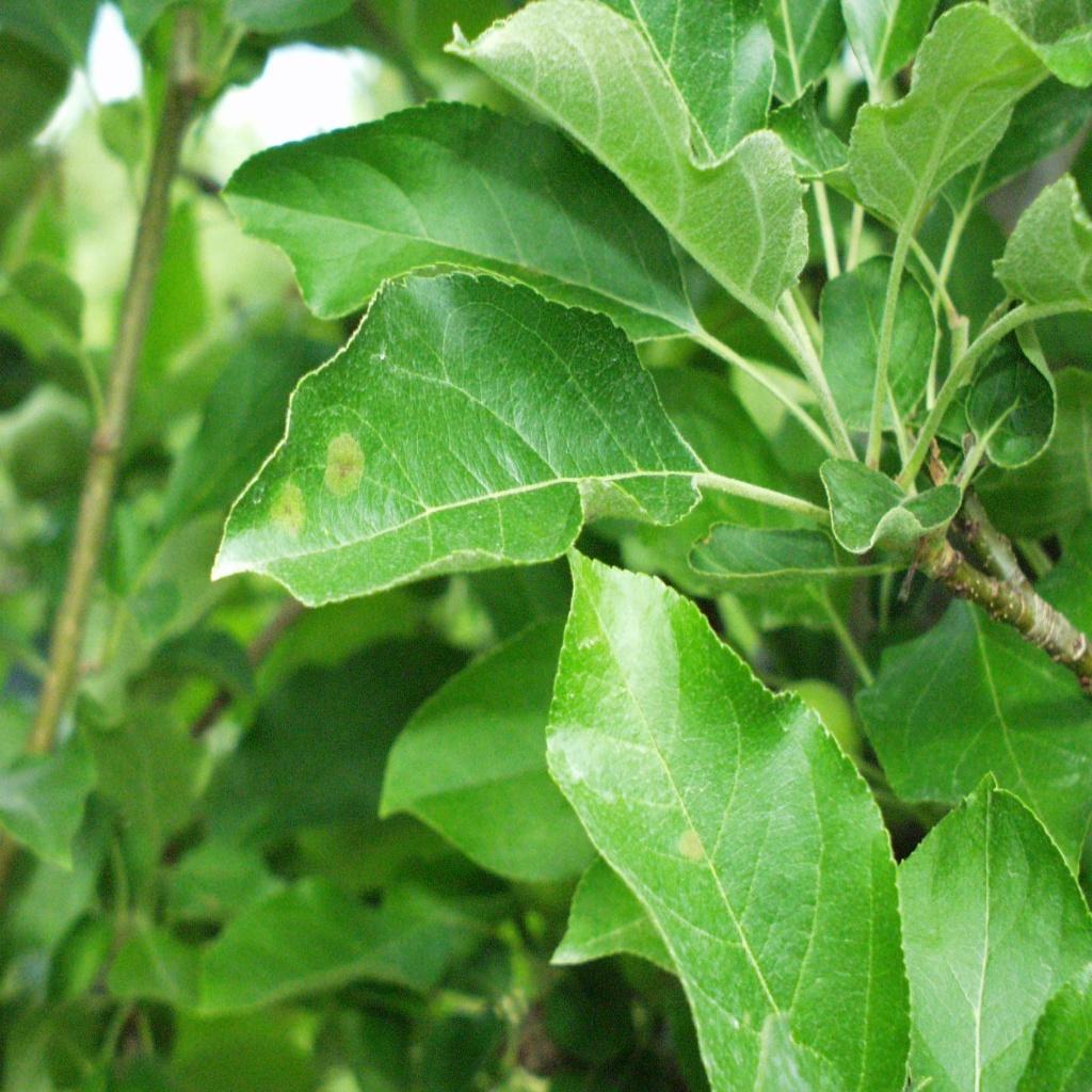 leaf_only Object Detection Dataset by Hyeokiki