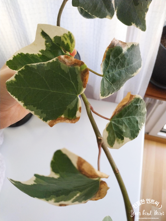 Leaf Detection 02 Object Detection Dataset By Hyeokiki