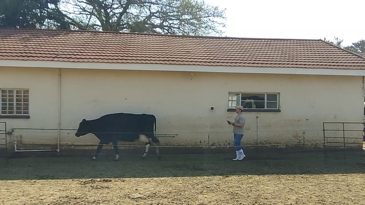 Cow Detection Object Detection Dataset By Steven Pinto