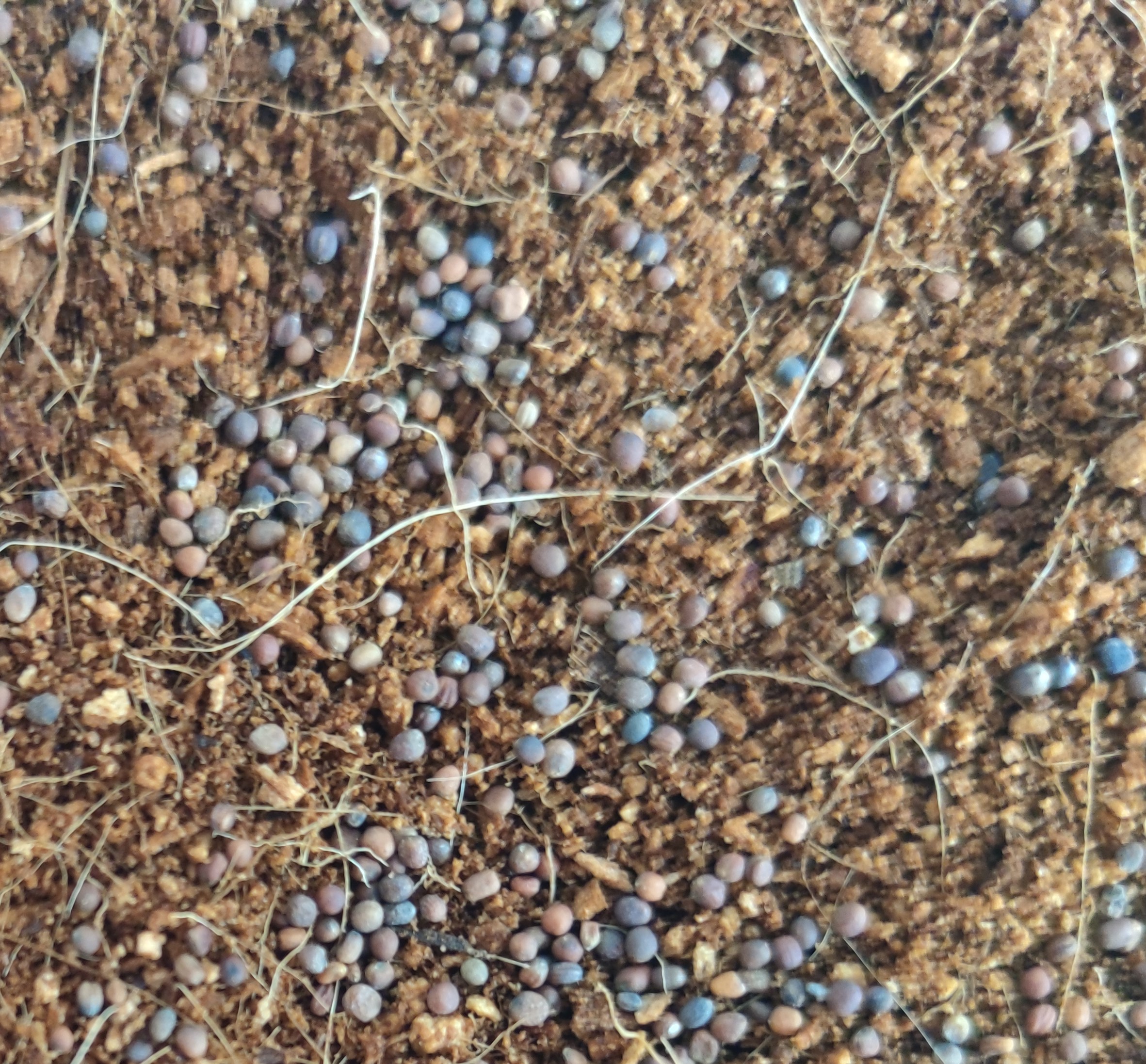 How To Use The Seed Detection Object Detection Api
