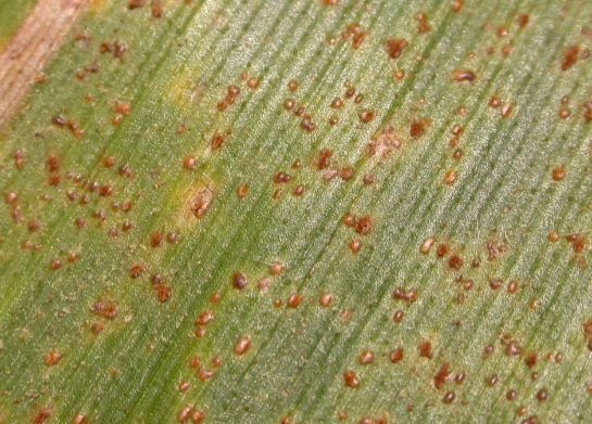 Corn Diseases Object Detection Dataset by Corn Disease 6