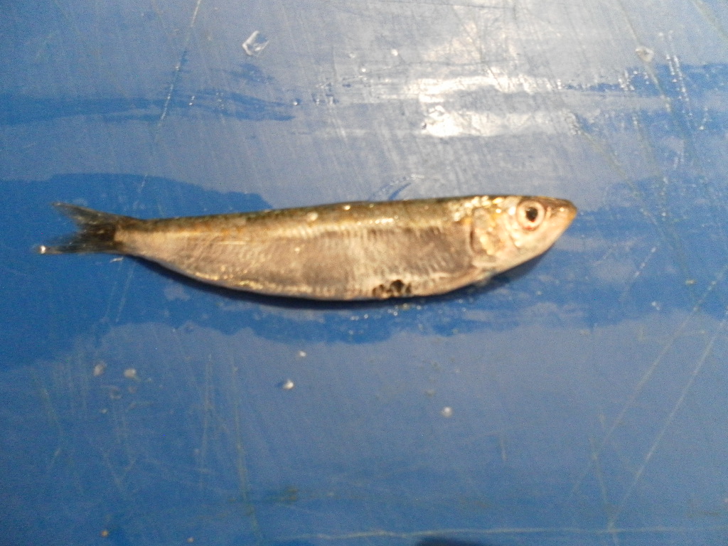 Fish and Shark Detection Object Detection Dataset by Rev