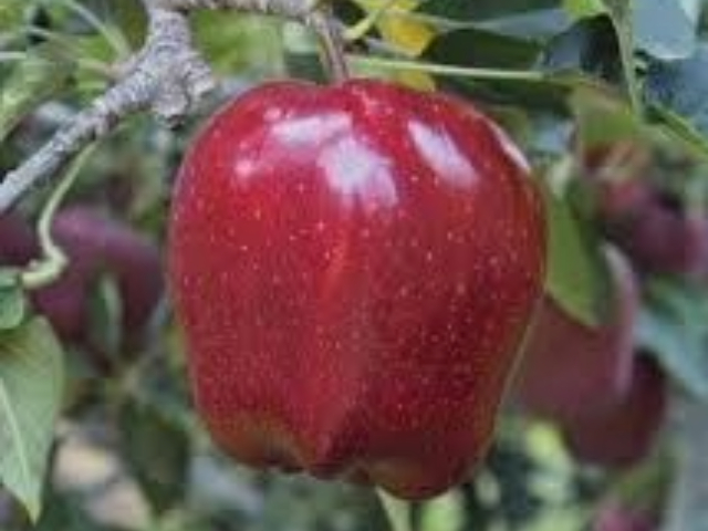Apple Counting Test 1 Object Detection Dataset By Machine Vision Apple