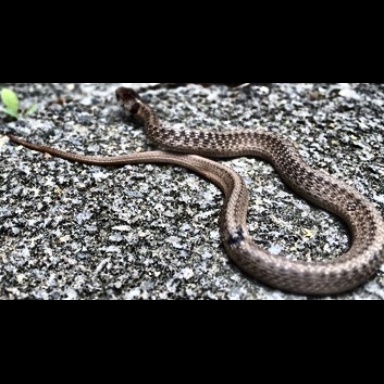 snake detection Object Detection Dataset and Pre-Trained Model by AIsnake