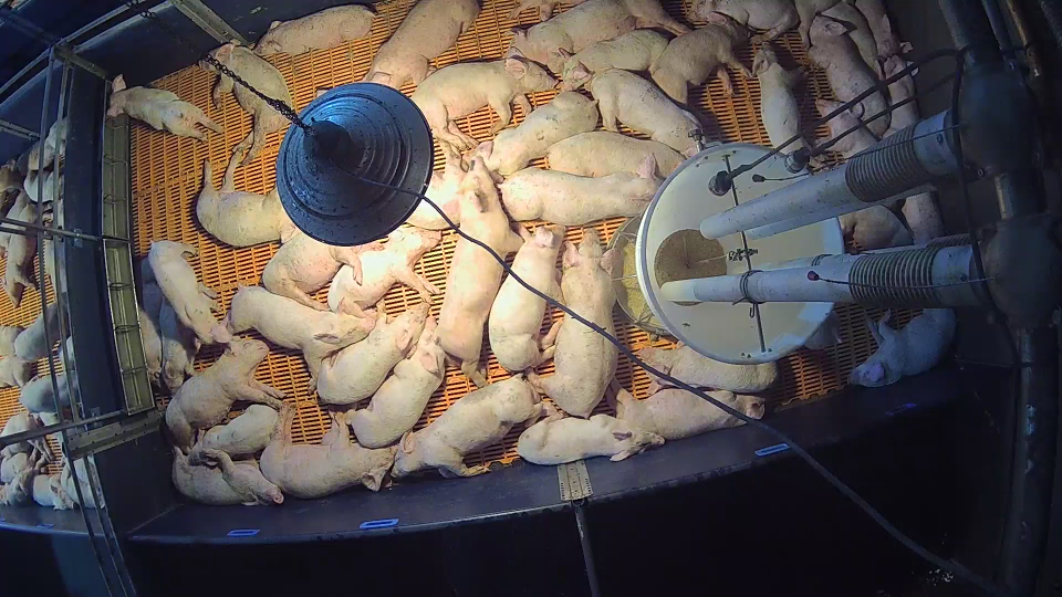 Pig test Object Detection Dataset by LearningPig