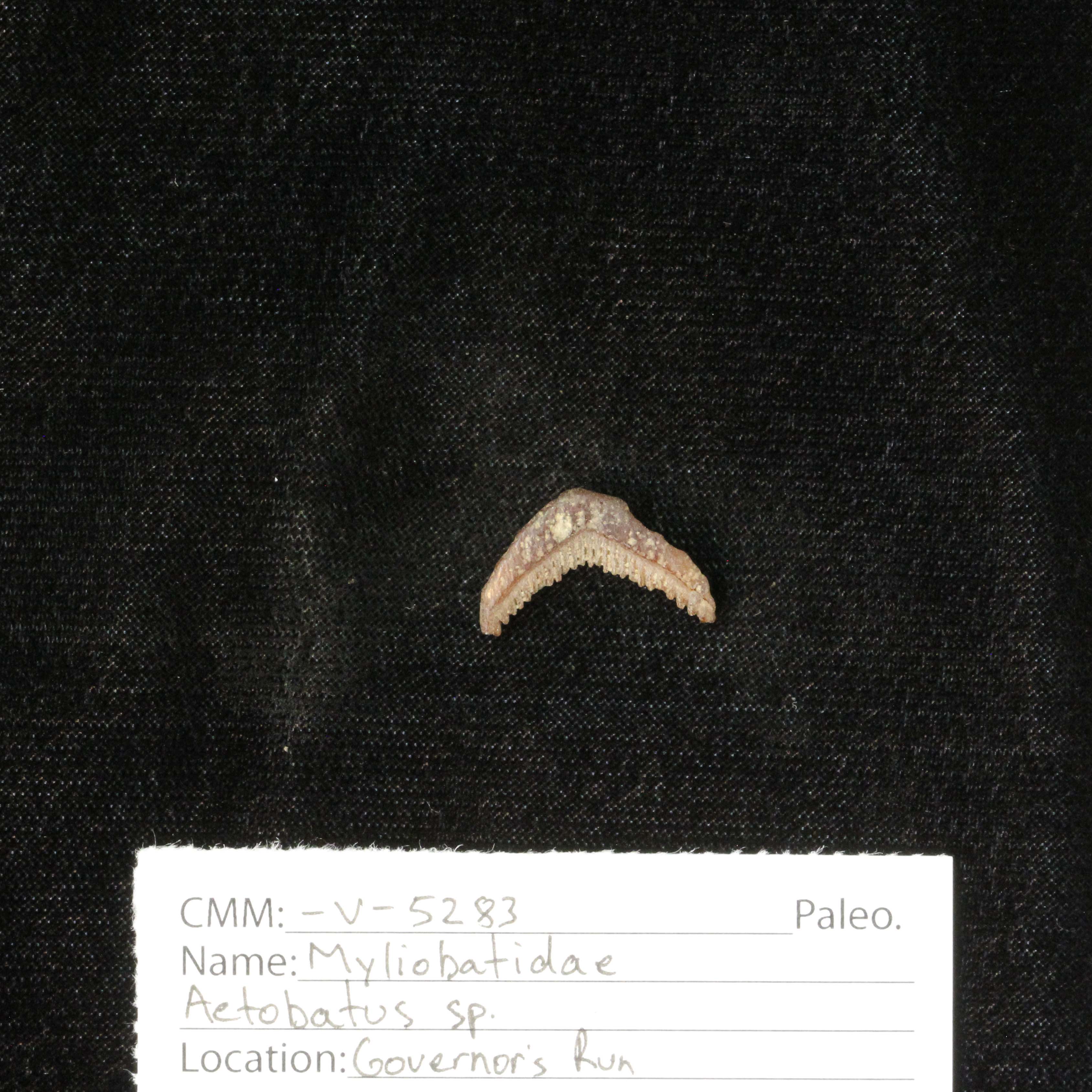 Ai shark teeth - Roboflow Universe