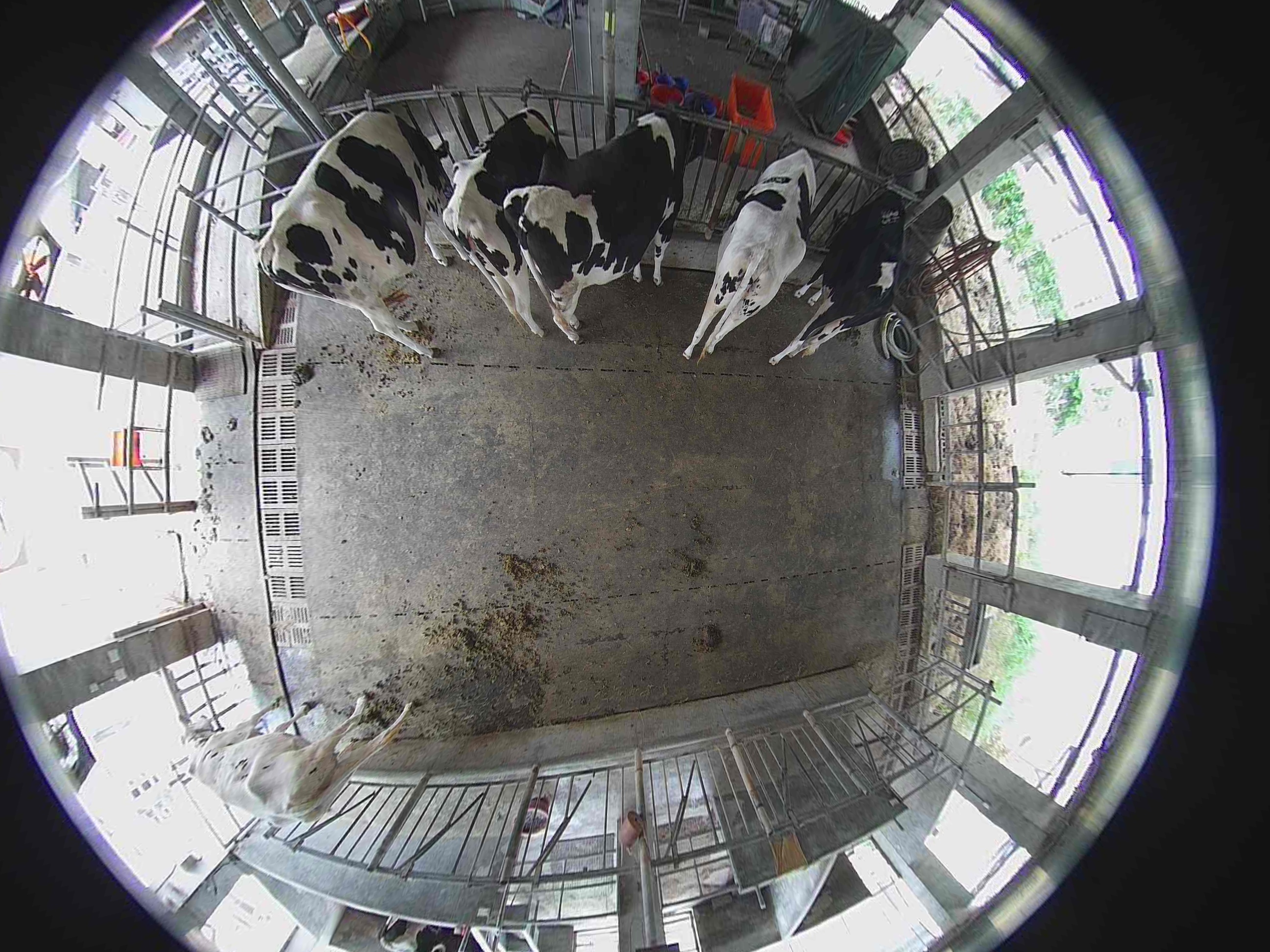 cow Object Detection Dataset and Pre-Trained Model by NCHU