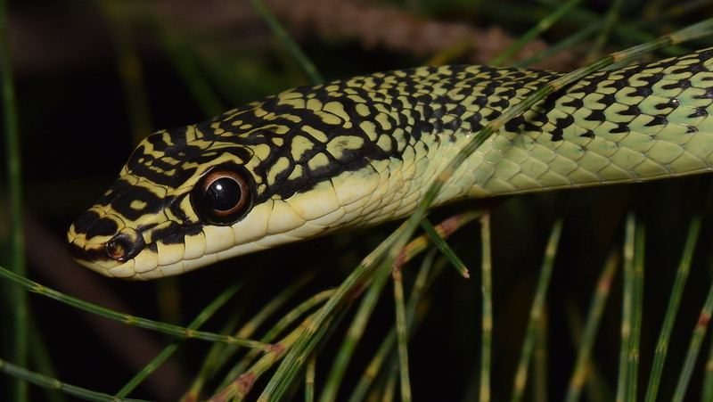 snake detection Object Detection Dataset and Pre-Trained Model by snake