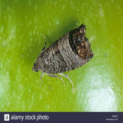 pest detection Object Detection Dataset and Pre-Trained Model by Norhan Farid