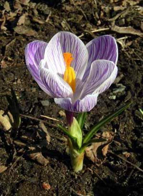 Flower Object Detection Dataset by Ega Putri P