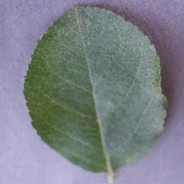 plant_segment Semantic Segmentation Dataset by DataLabeling