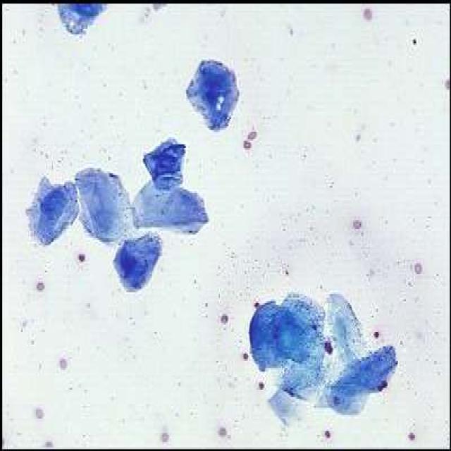 Dog_Cell Object Detection Dataset and Pre-Trained Model by School