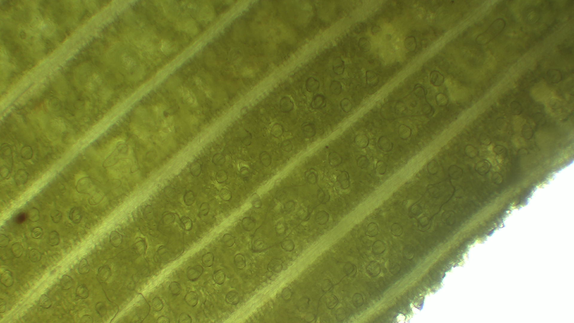 How to Use the stomata Object Detection API