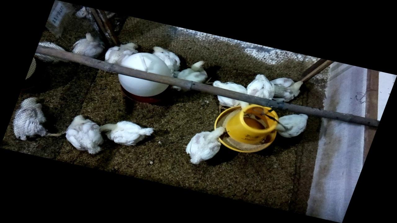 chicken-fold3 Object Detection Dataset by Broilers