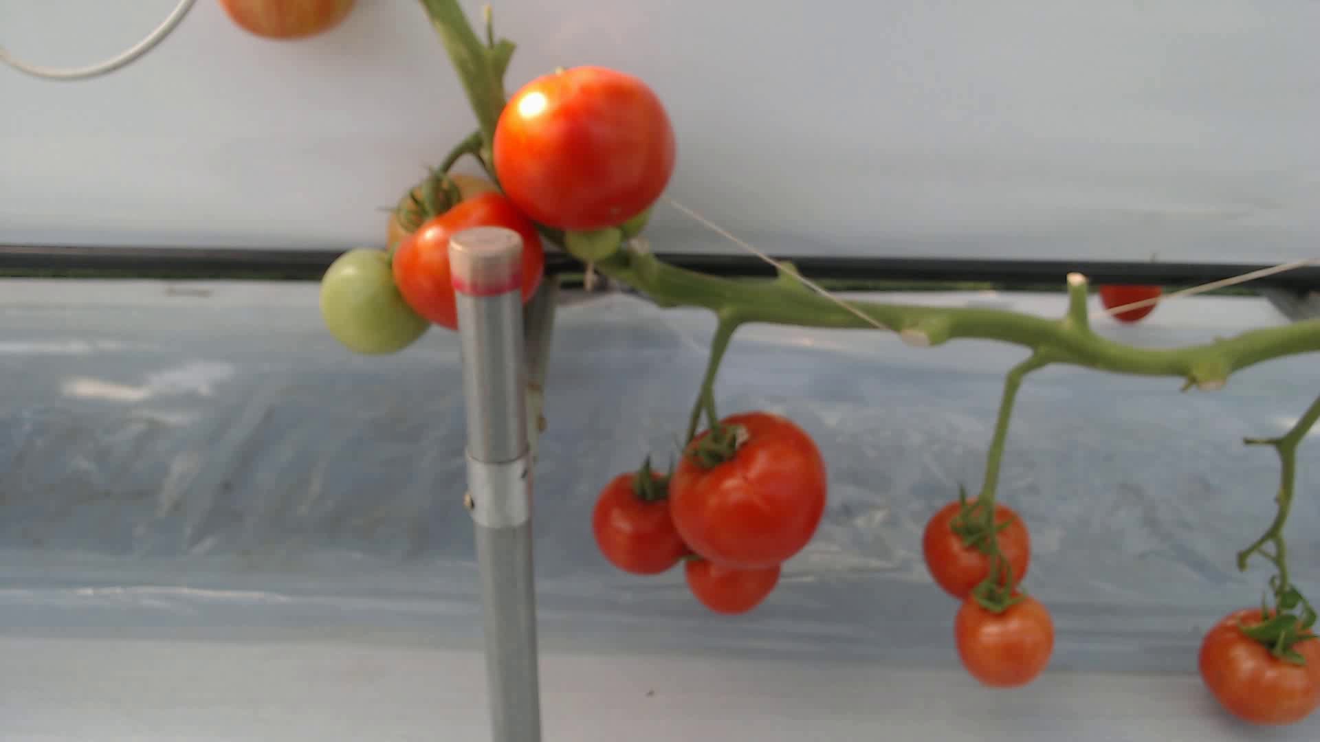 Tomato 2 Object Detection Dataset And Pre Trained Model By Chungnam National University