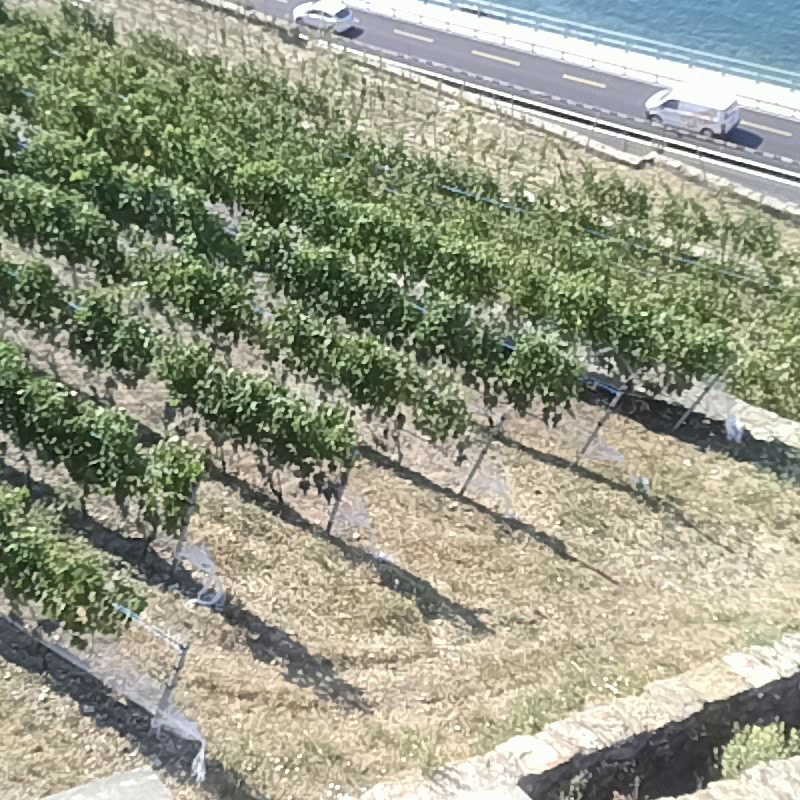 Vineyards Test Object Detection Dataset By Me