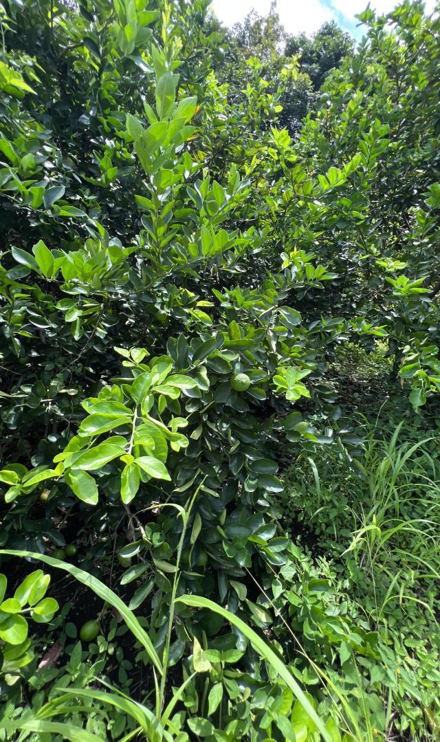 How to Use the deteccion enfermedades Object Detection API