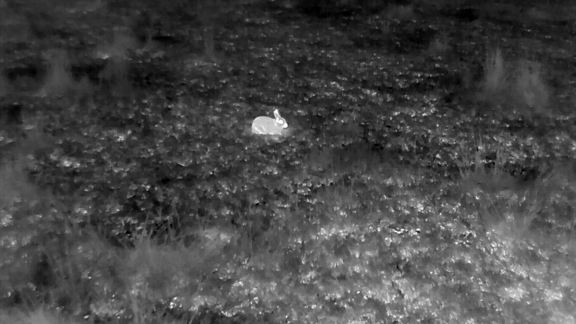 Thermal Rabbit Object Detection Dataset and Pre-Trained Model by Ed