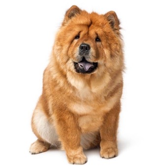 How to Use the object_detect_01 Object Detection API