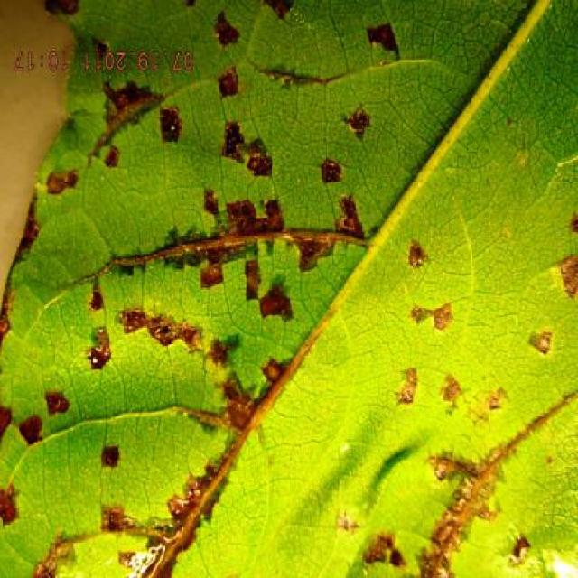 How to Use the cotton leaf Object Detection API