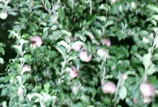 AppleDetection-RGB Object Detection Dataset by school