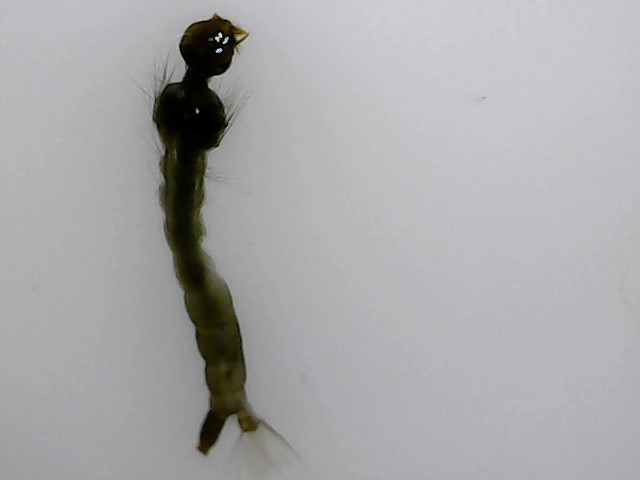 Like Mosquito Larvae Mosquito Larvae Dataset Ovrve Roboflow Universe