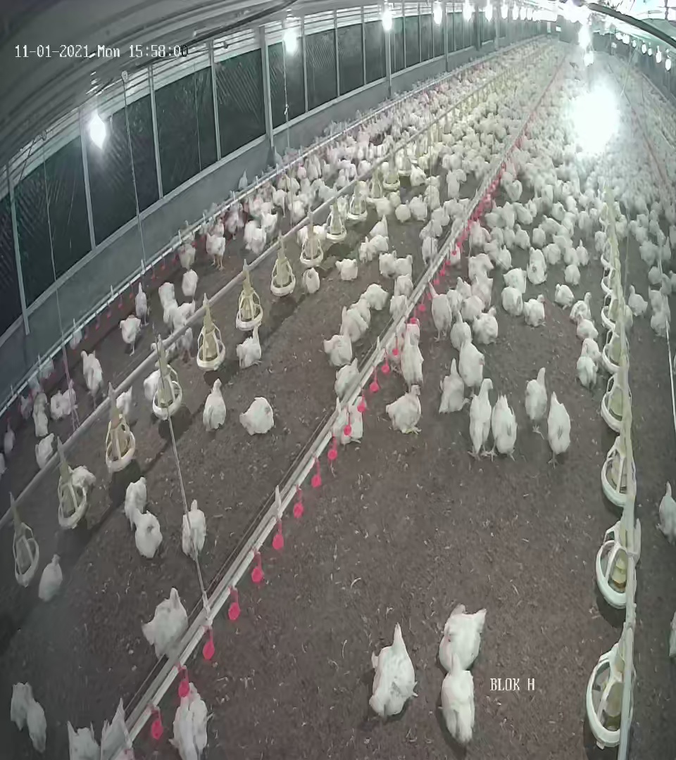 a few chickens pure Object Detection Dataset by Terior