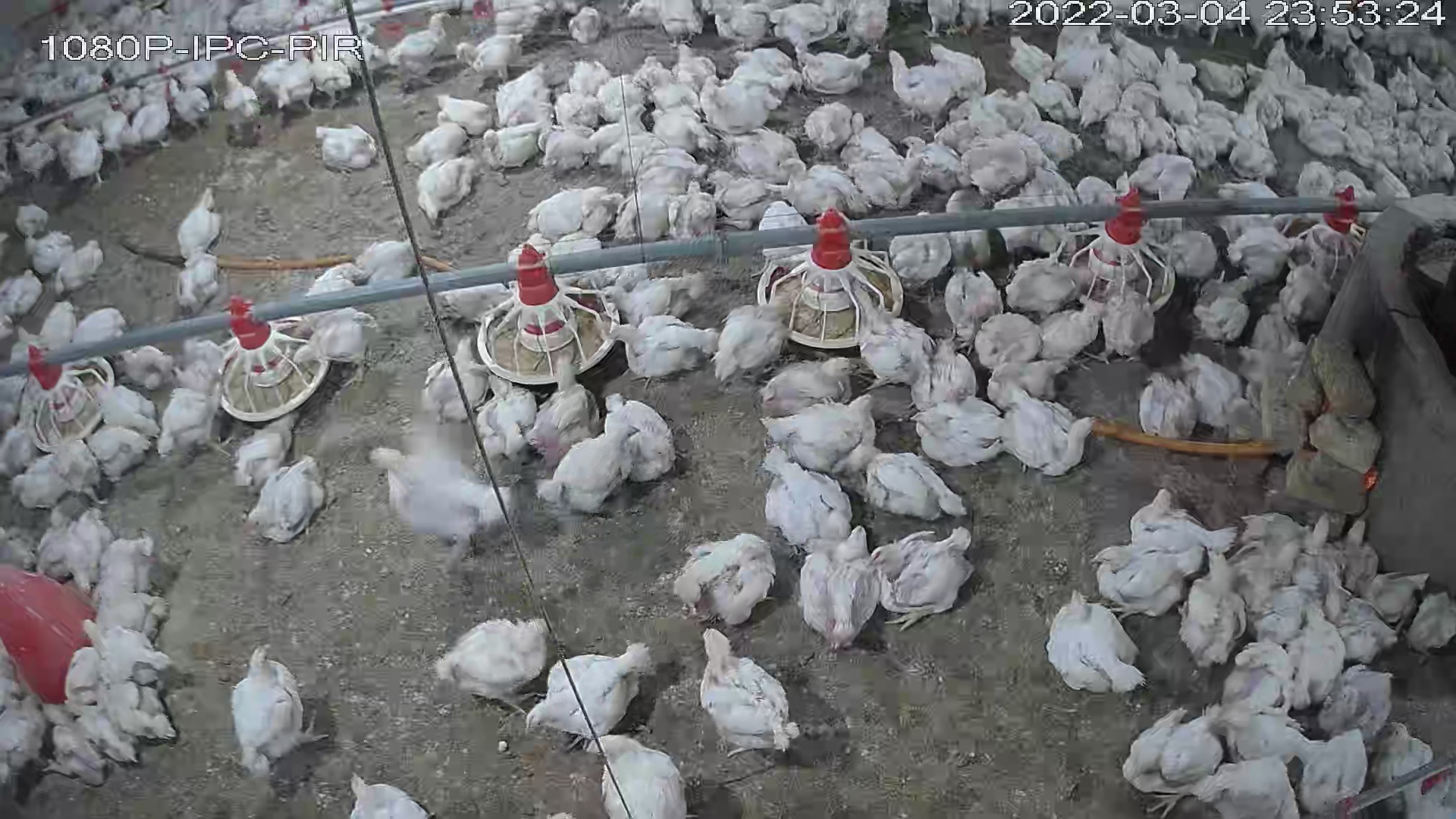 Ultimate Chicken Groups Object Detection Dataset V1 2022 11 08 10