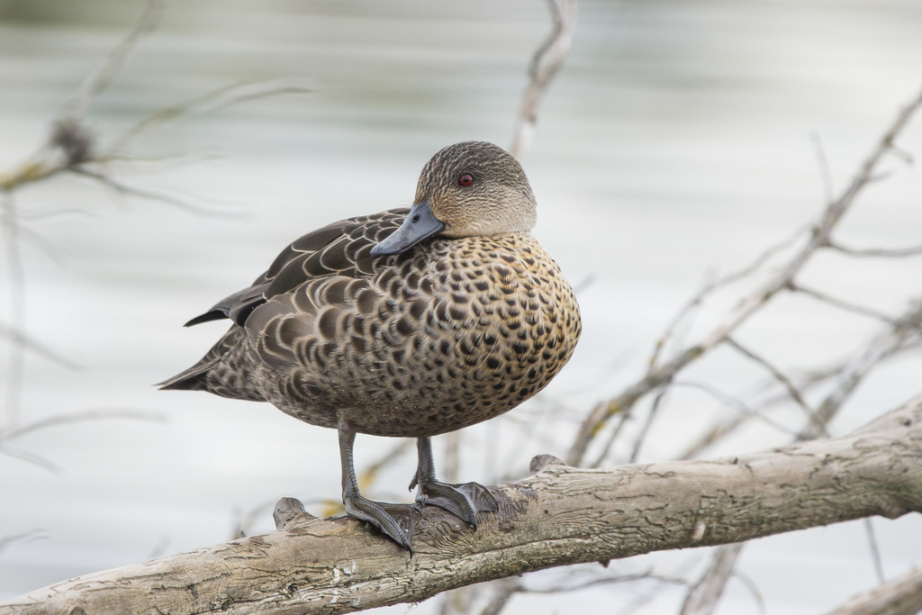 Grey Teal Object Detection Dataset by Nairobi University