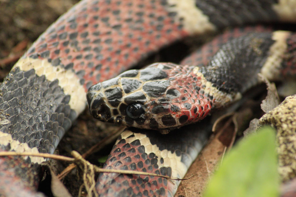 YOLO_SNAKE Object Detection Dataset and Pre-Trained Model by yolosnake