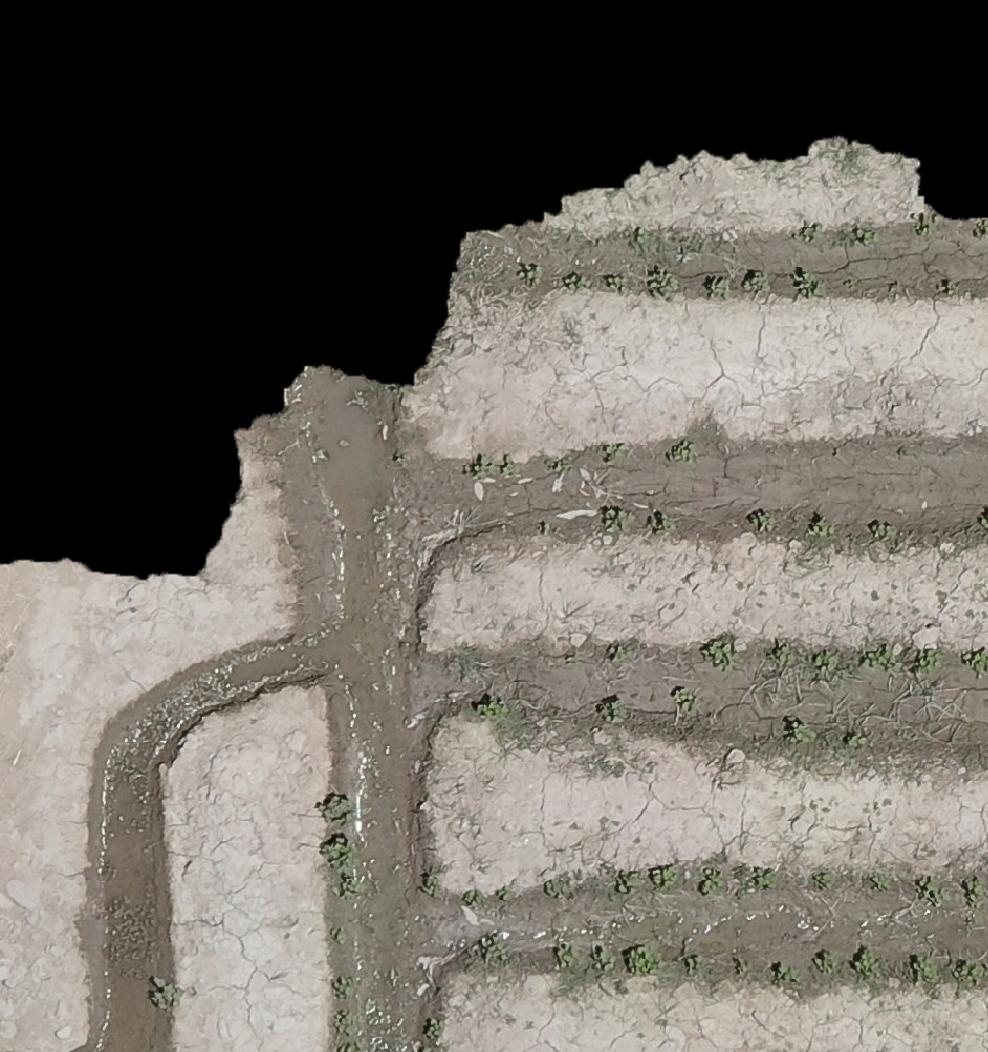 Plant Count Object Detection Dataset and Pre-Trained Model by karachi university