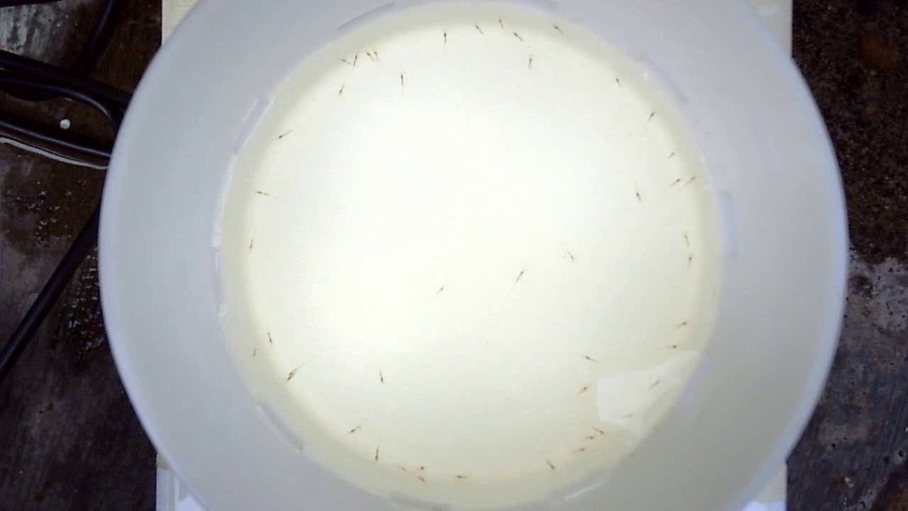 Benur - Roboflow Universe