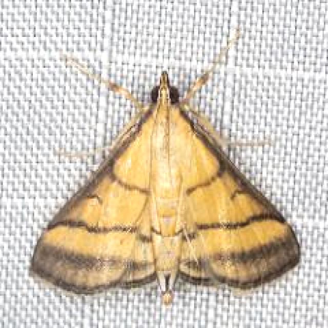 Pests Detection Object Detection Dataset and Pre-Trained Model by Pests Detection