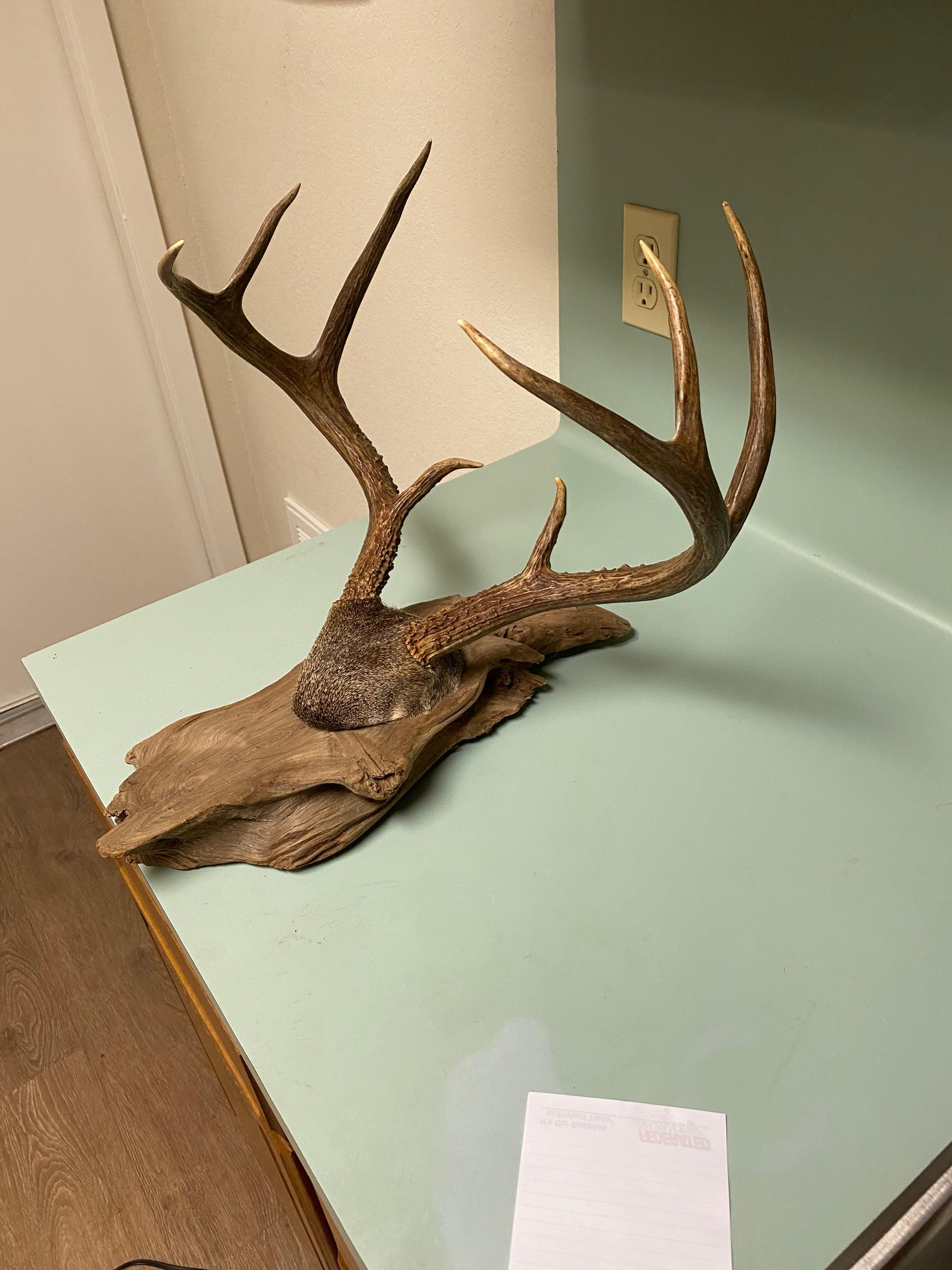 Antler_detection Instance Segmentation Dataset and Pre-Trained Model by Nimbleappgenie