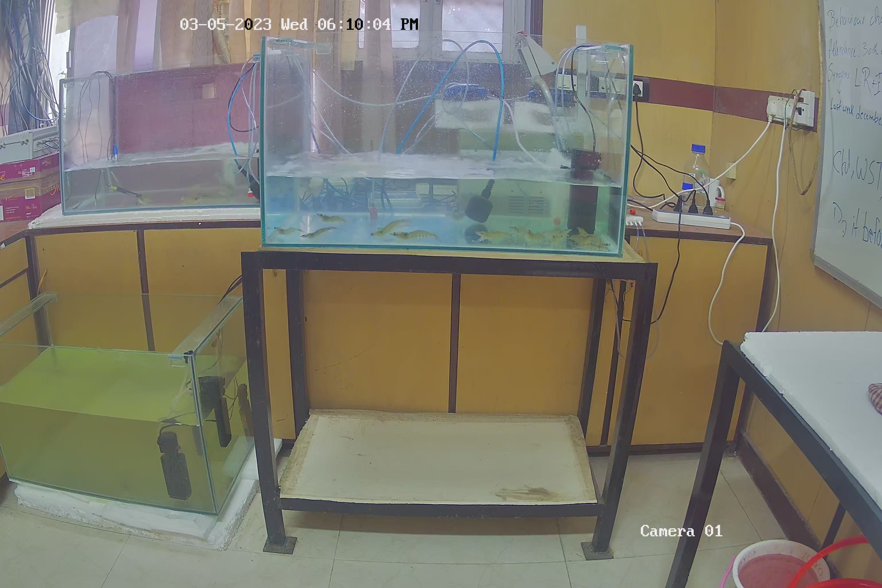 Shrimp SR Instance Segmentation Dataset by Precision Aquatics CIFE