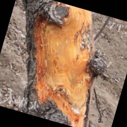 How to Use the Apple disease detection Object Detection API